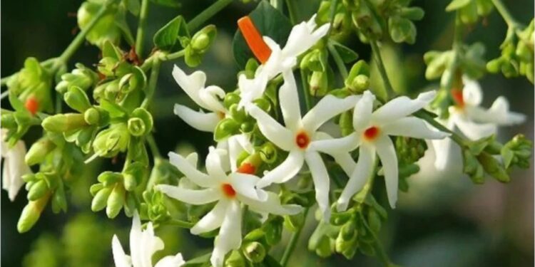 Parijatham Plant: మీ ఇంట్లో పారిజాత వృక్షం నాటుతున్నారా.. ఈ నియమాలు ...